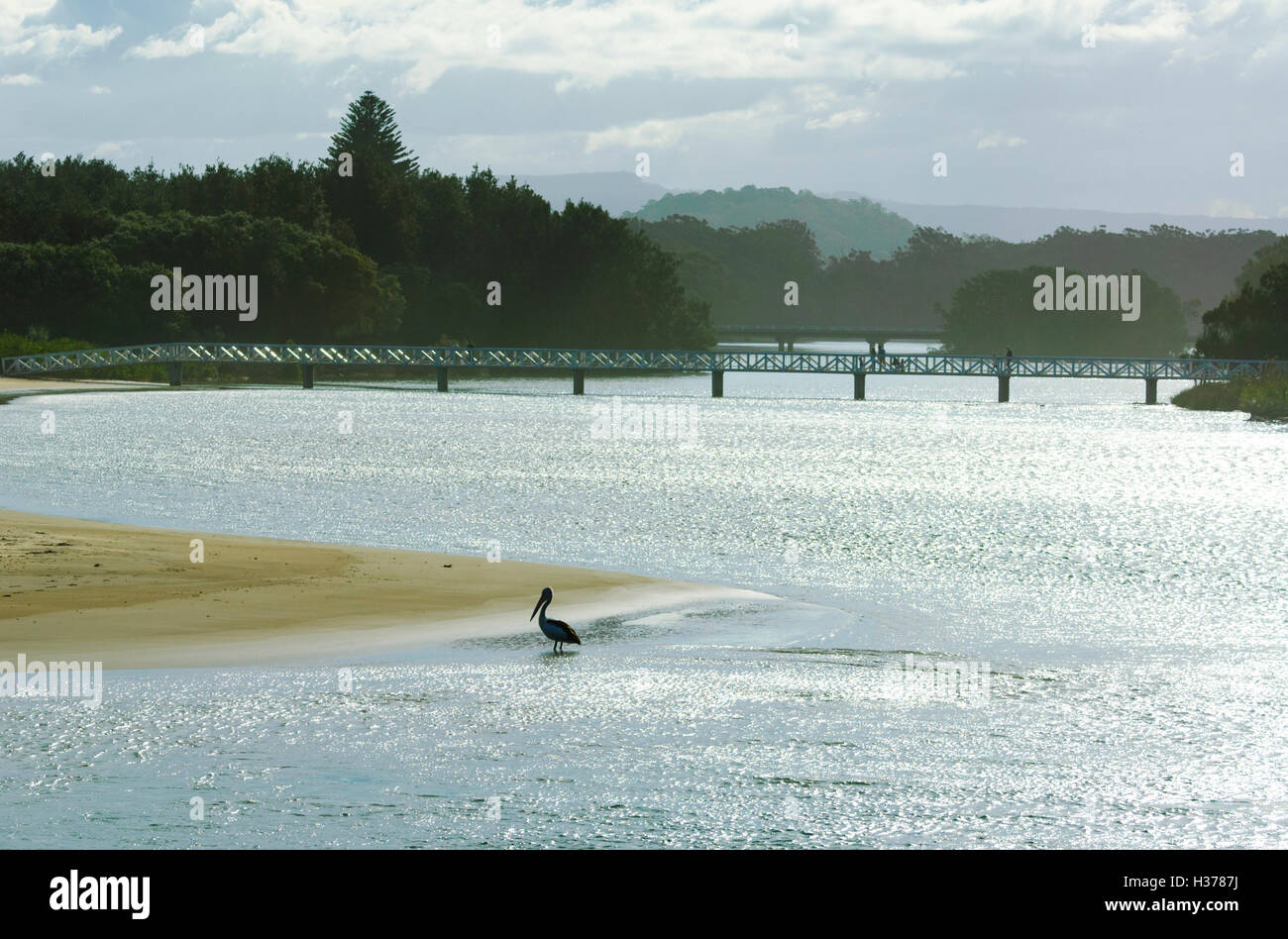 Lone Australian Pelican along Crooked River estuary, Gerroa, New South ...