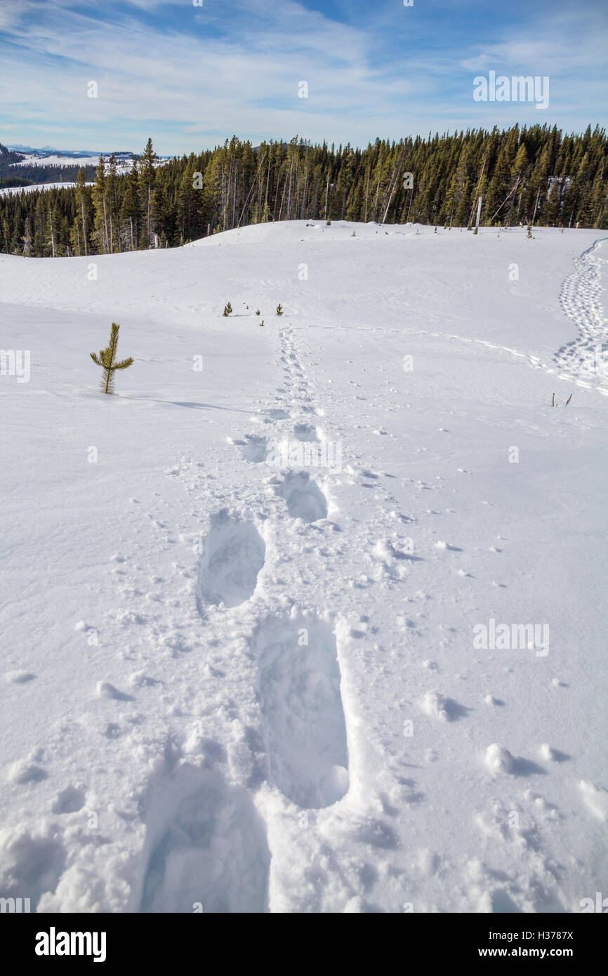 Snowshoe tracks disappear down a hill towards forest Stock Photo - Alamy