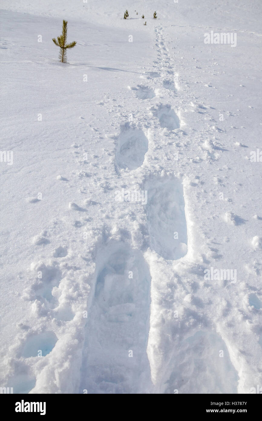 Snowshoe tracks hi-res stock photography and images - Alamy