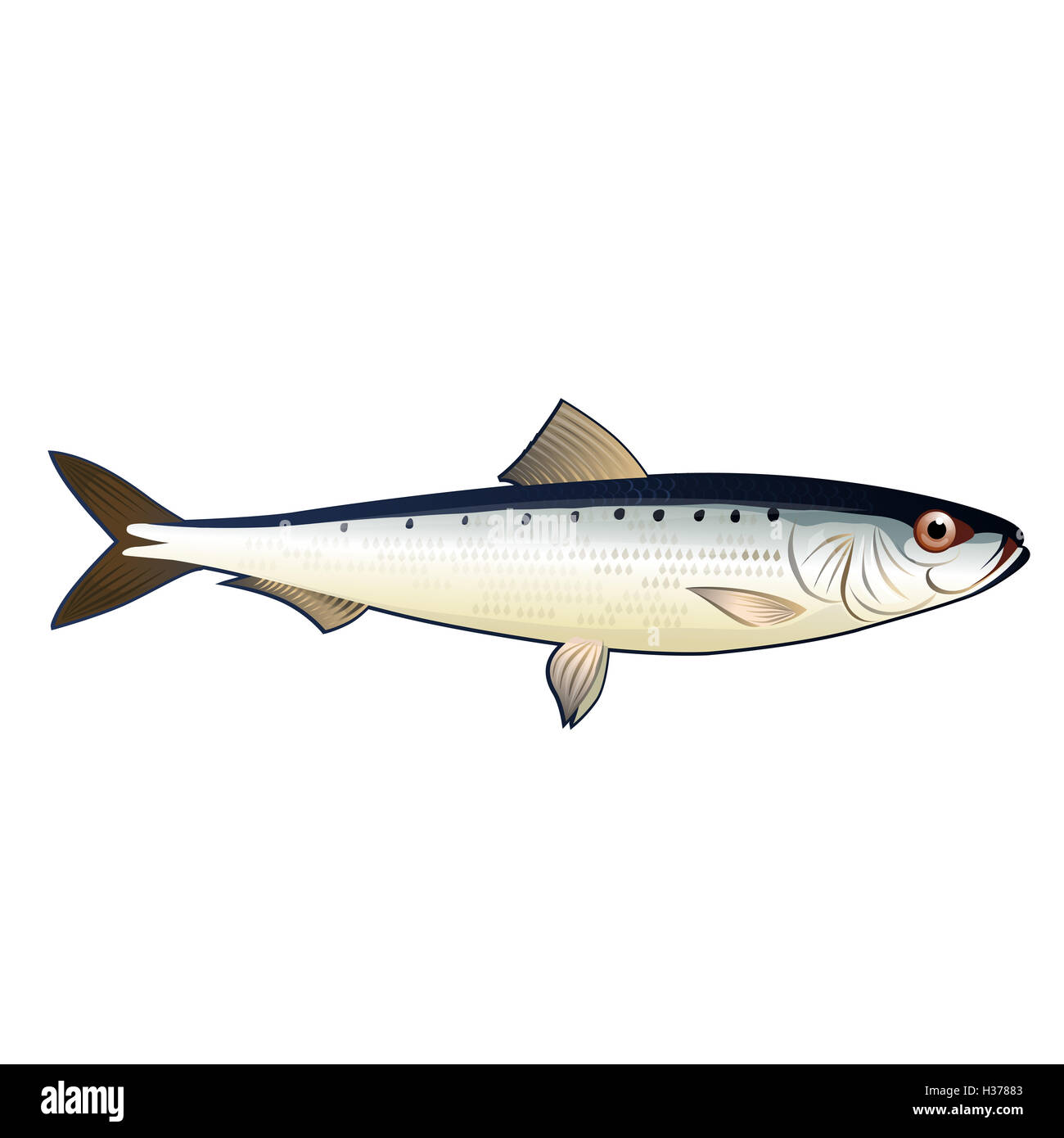 Sardine Fish Clipart