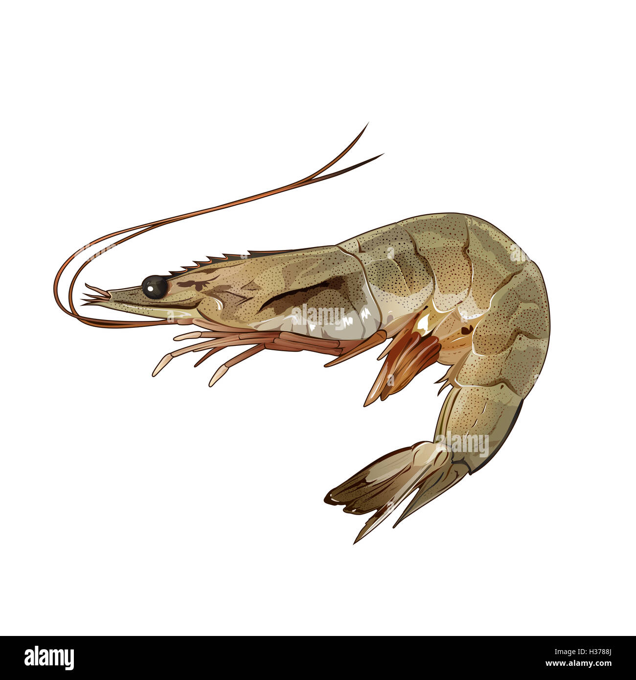 Atlantic shrimp Cut Out Stock Images & Pictures - Alamy