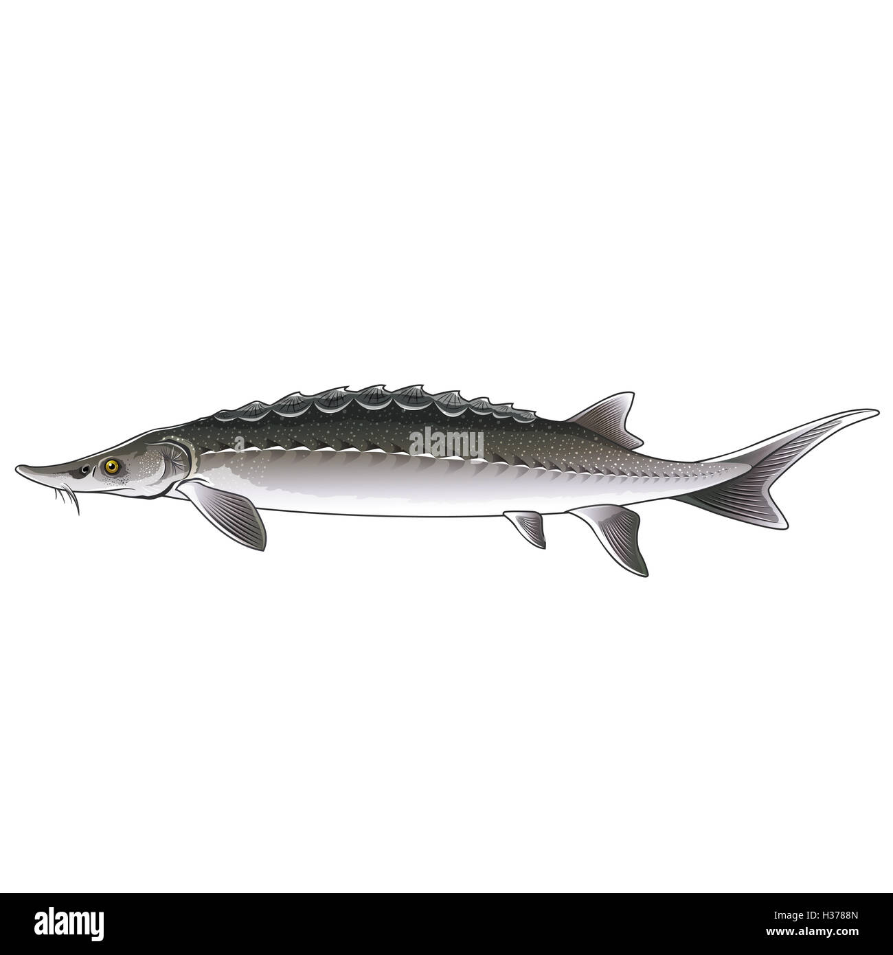 Sturgeon drawing hi-res stock photography and images - Alamy