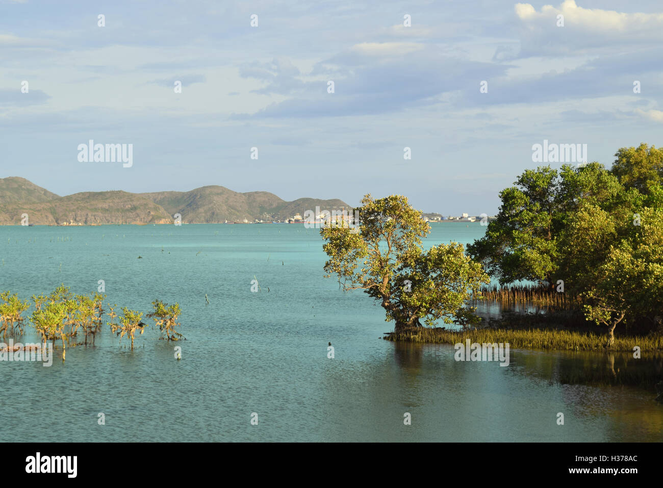 mangroves tree in the sea coast Stock Photo - Alamy