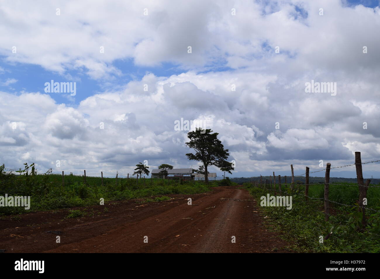 big green tree on the meadow with cloudy sky Stock Photo - Alamy