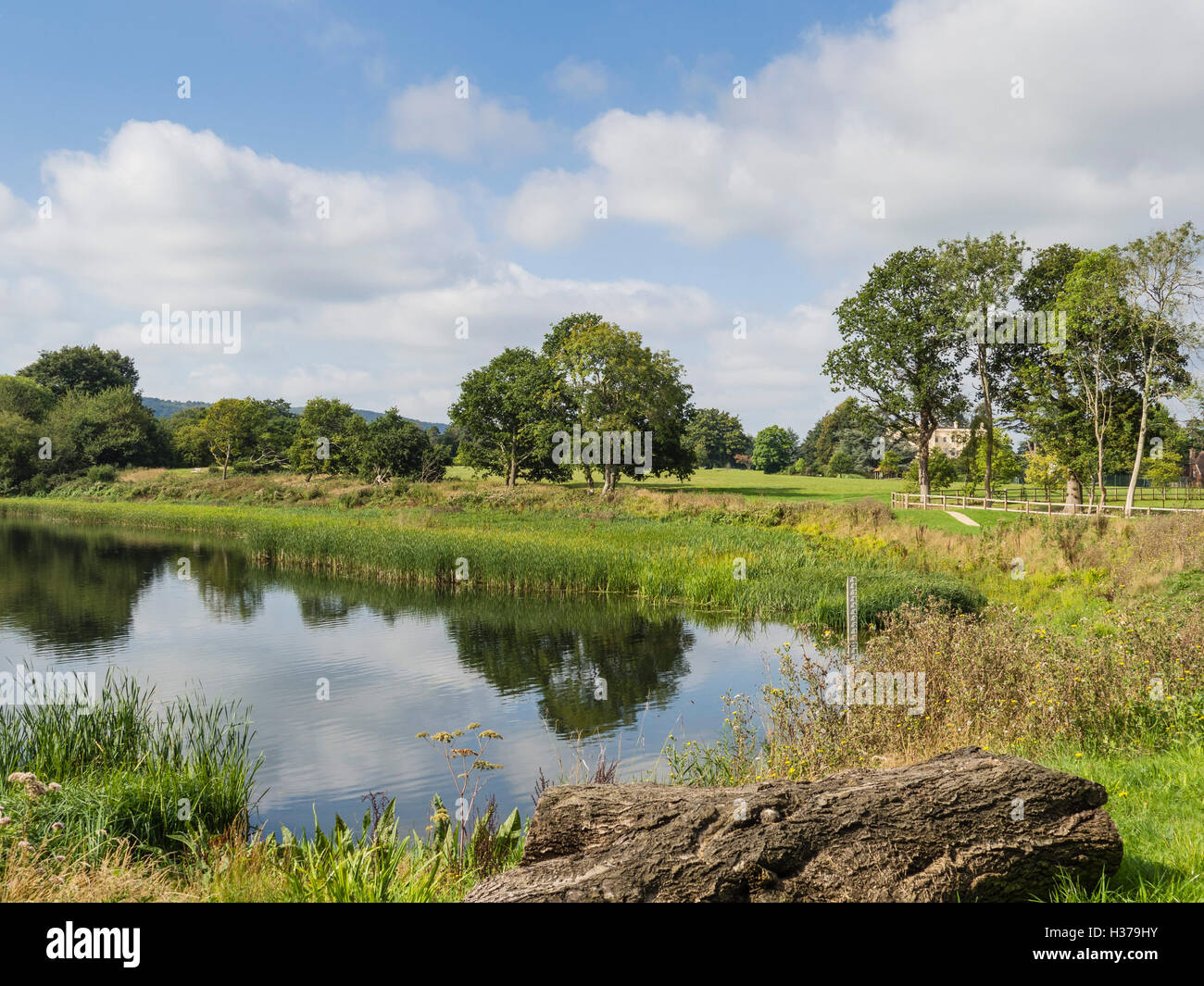 Chingford Pond, Local Nature Reserve (LNR), in Burton Park, a Site of ...