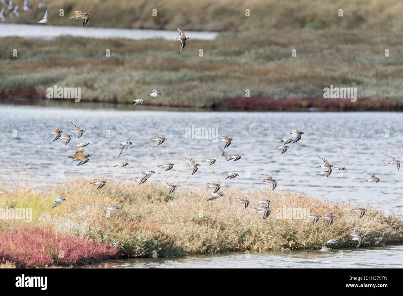 A mixed flock of mainly Dunlin with some Ringed Plovers flying over the ...
