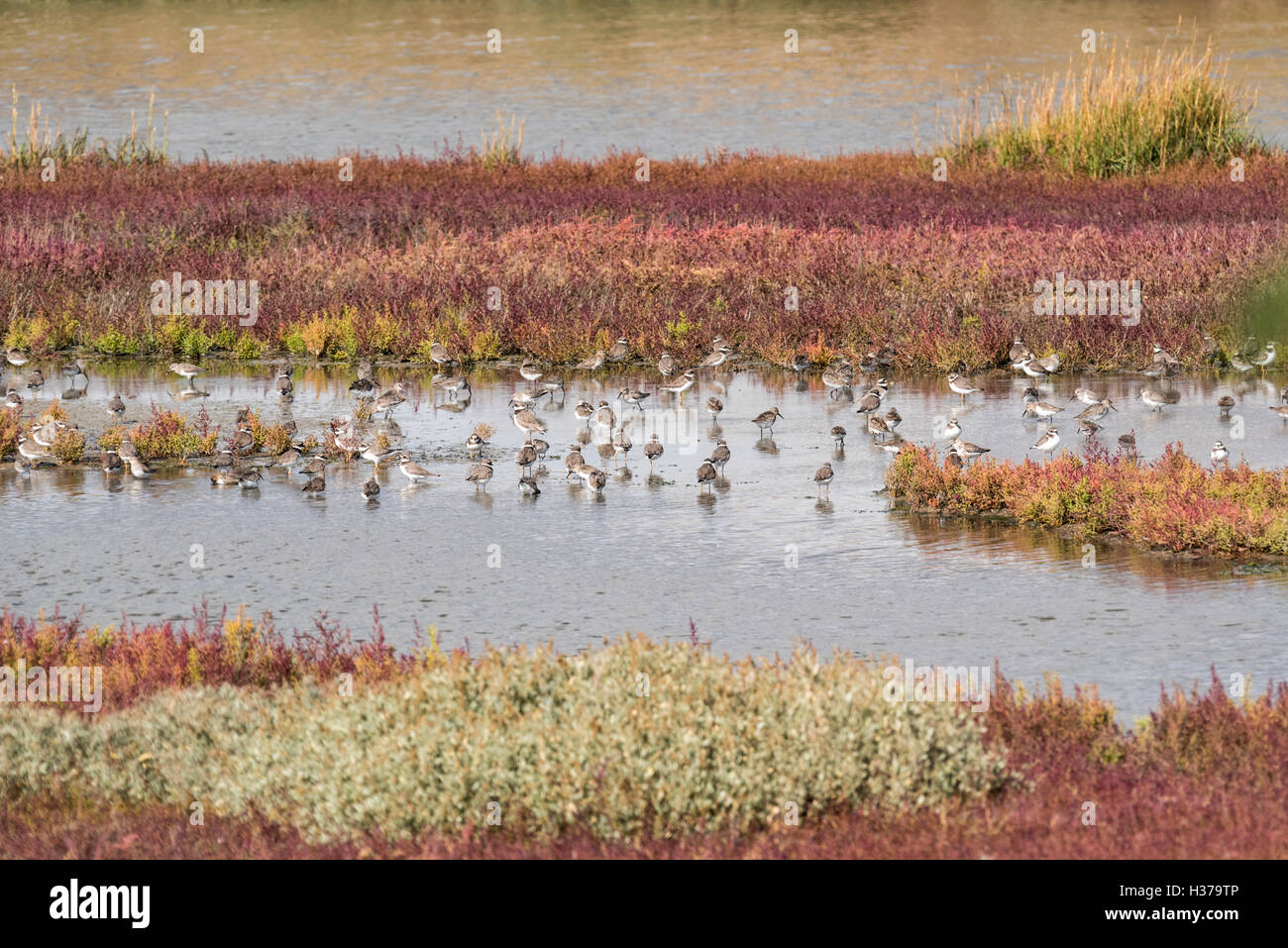 A mixed flock of mainly Dunlin with some Ringed Plovers on the lagoon ...