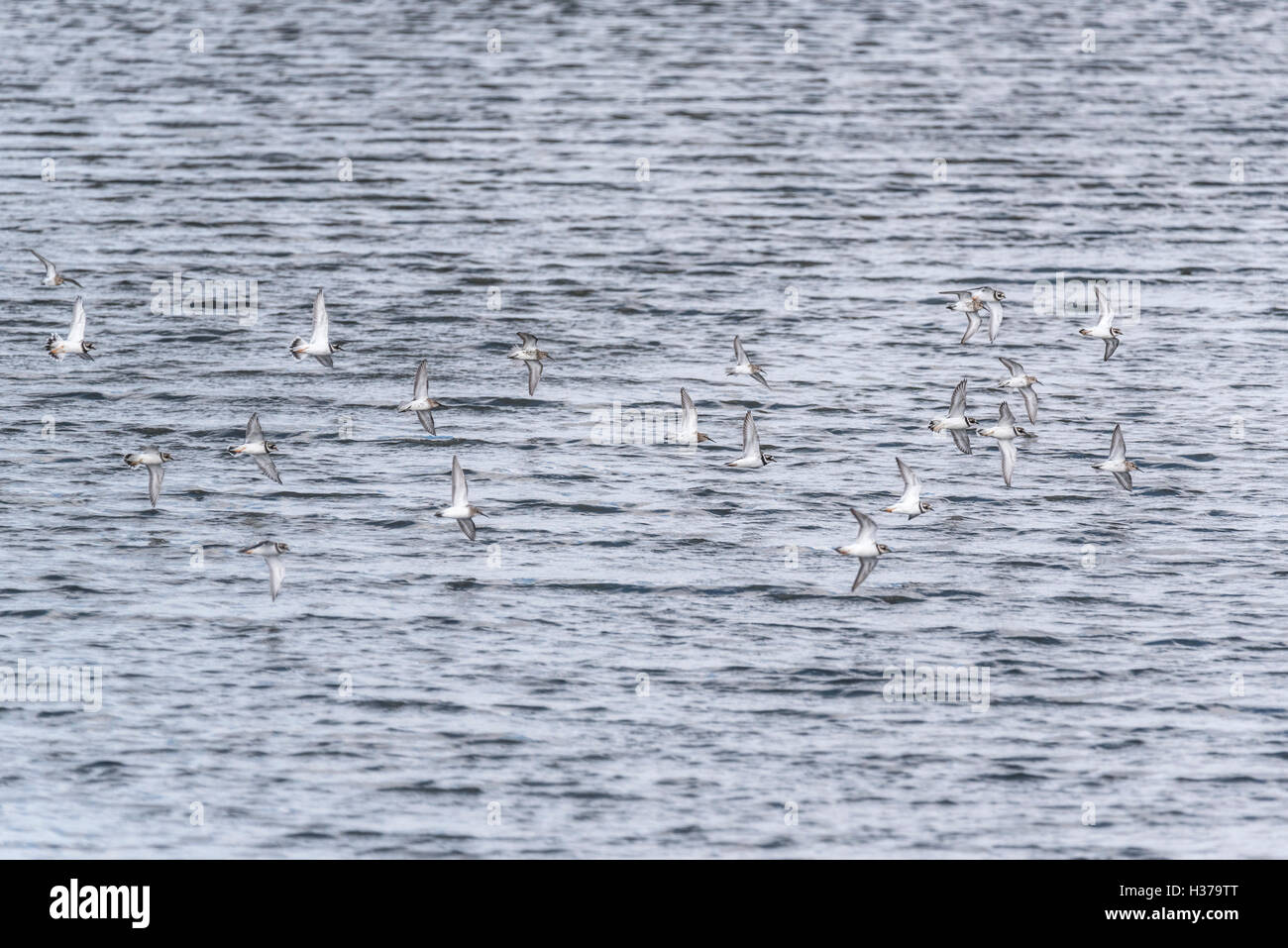 A mixed flock of mainly Dunlin with some Ringed Plovers flying over the ...