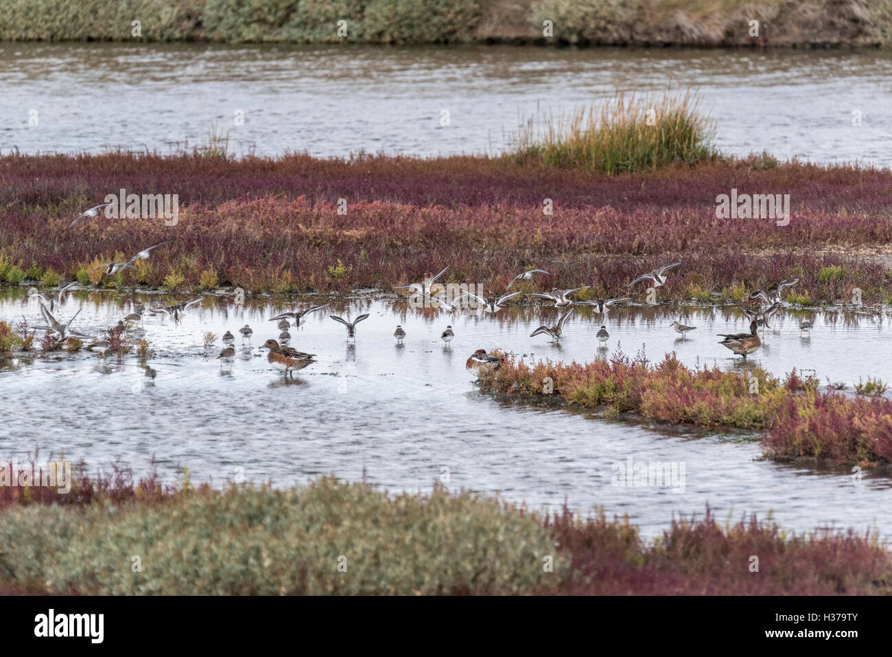 A mixed flock of mainly Dunlin with some Ringed Plovers on the lagoon ...