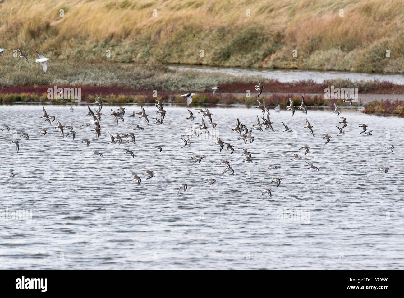 A mixed flock of mainly Dunlin with some Ringed Plovers flying over the ...