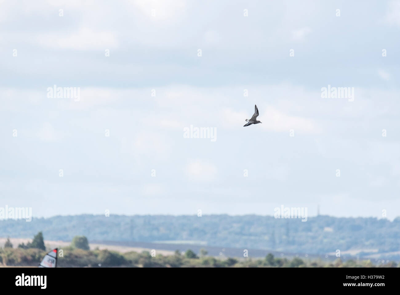Grey plover flight hi-res stock photography and images - Alamy