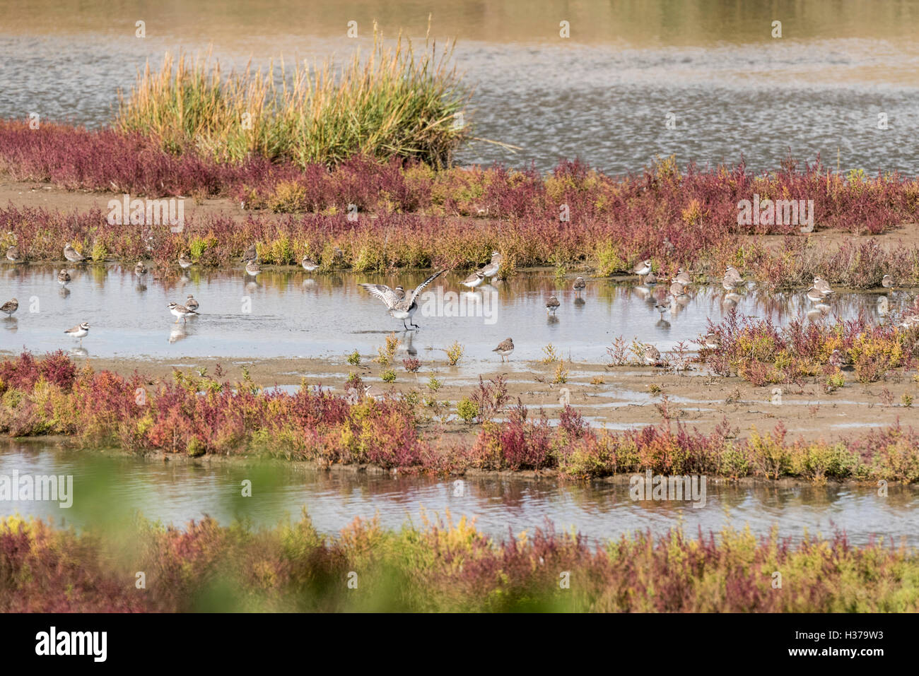 Zilverplevier grey plover pluvialis squatarola hi-res stock photography ...