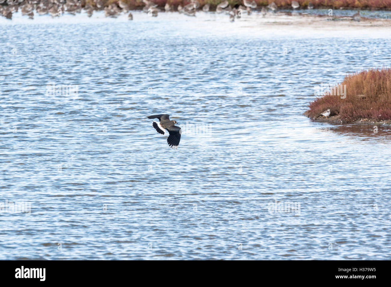 A Lapwing flying low over the lagoon at Two Tree Island, Leigh on Sea ...