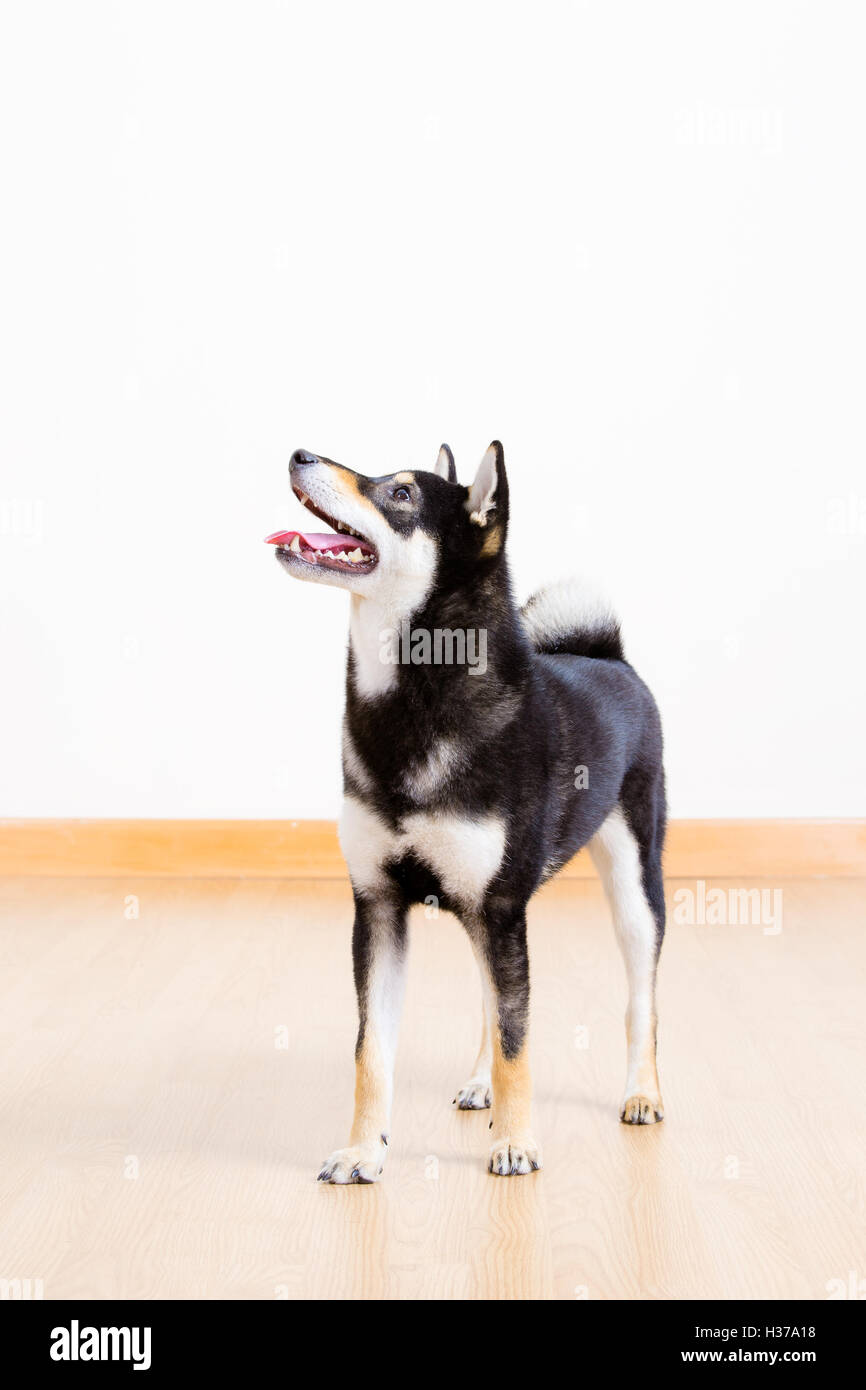 Black shiba inu dog Stock Photo - Alamy