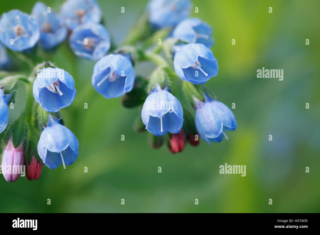 Blue wildflower hi-res stock photography and images - Alamy