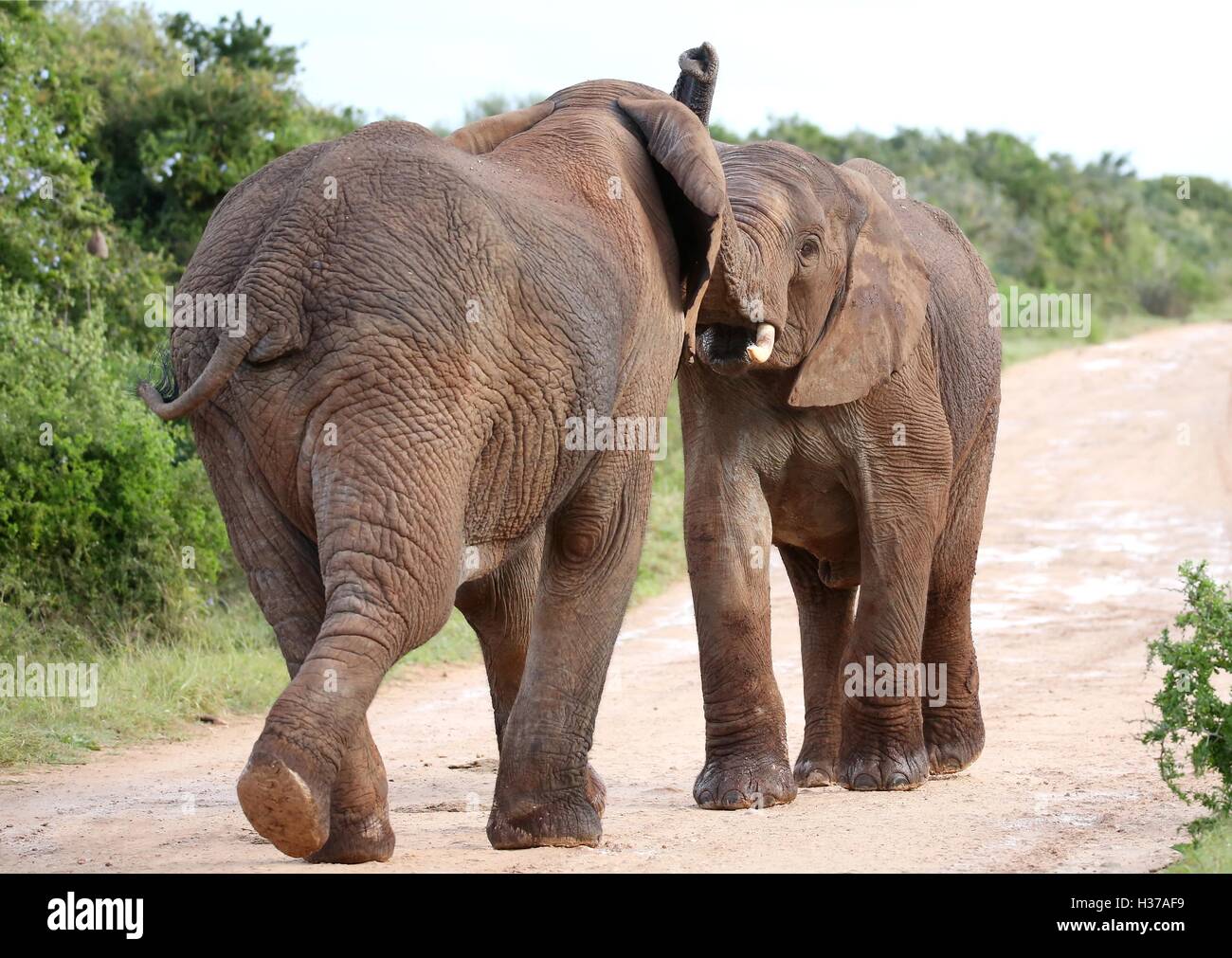 African Elephant Aggression Stock Photo - Alamy