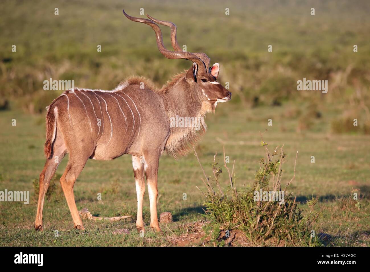 Mating Antelope Stock Photos & Mating Antelope Stock Images - Alamy