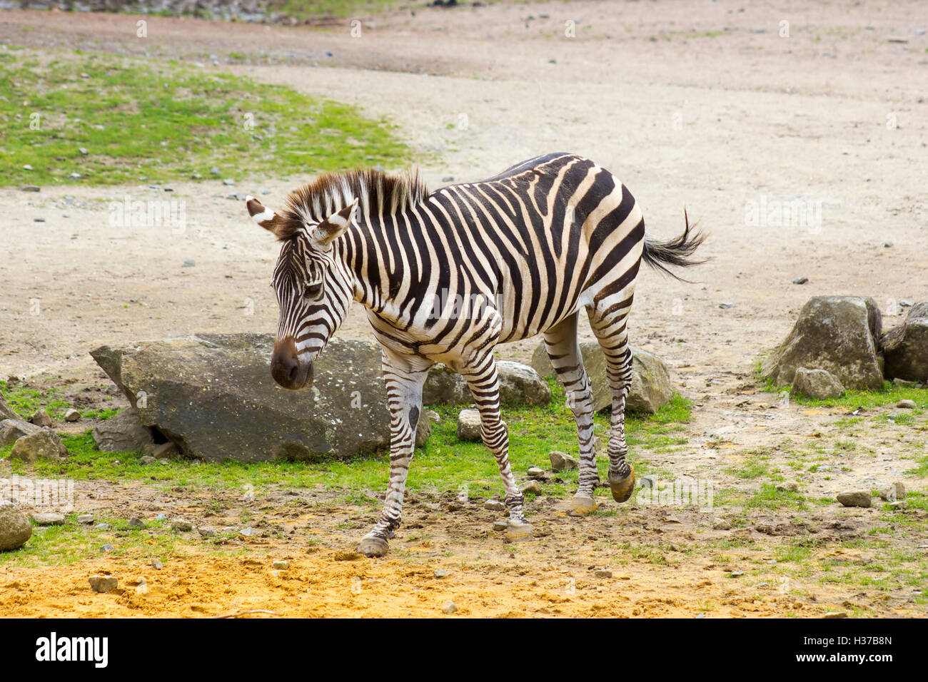 zebra in the zoo Stock Photo - Alamy