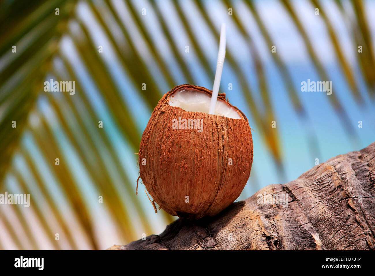Hairy coconut hi-res stock photography and images - Alamy