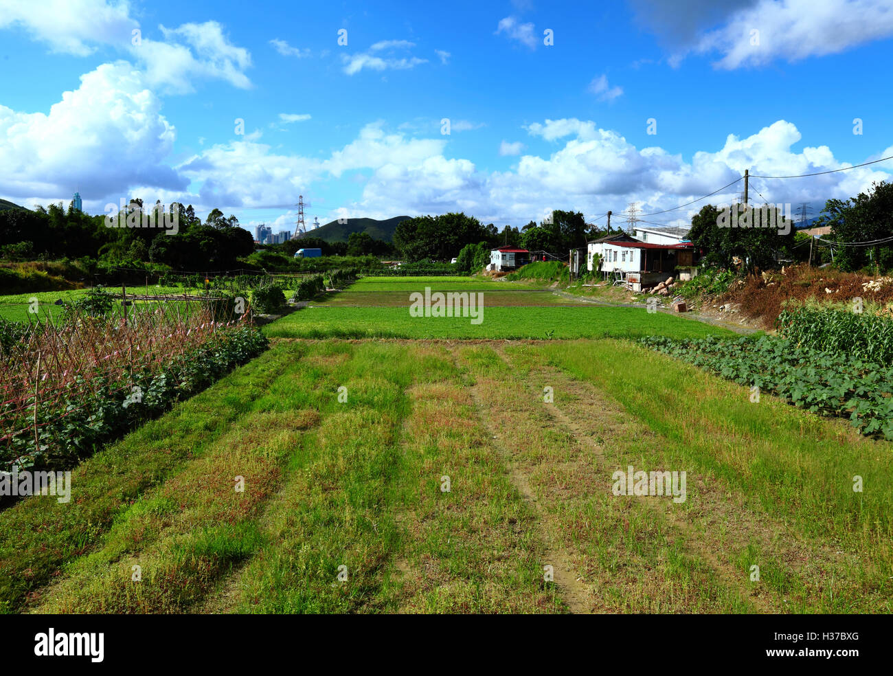 Paddy rice field Stock Photo - Alamy