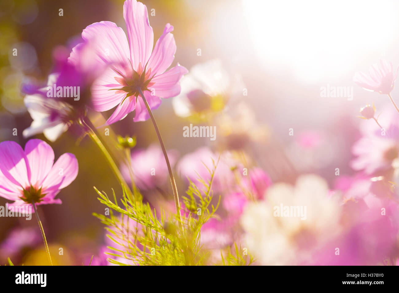 Cosmos flower with landscape hi-res stock photography and images - Alamy