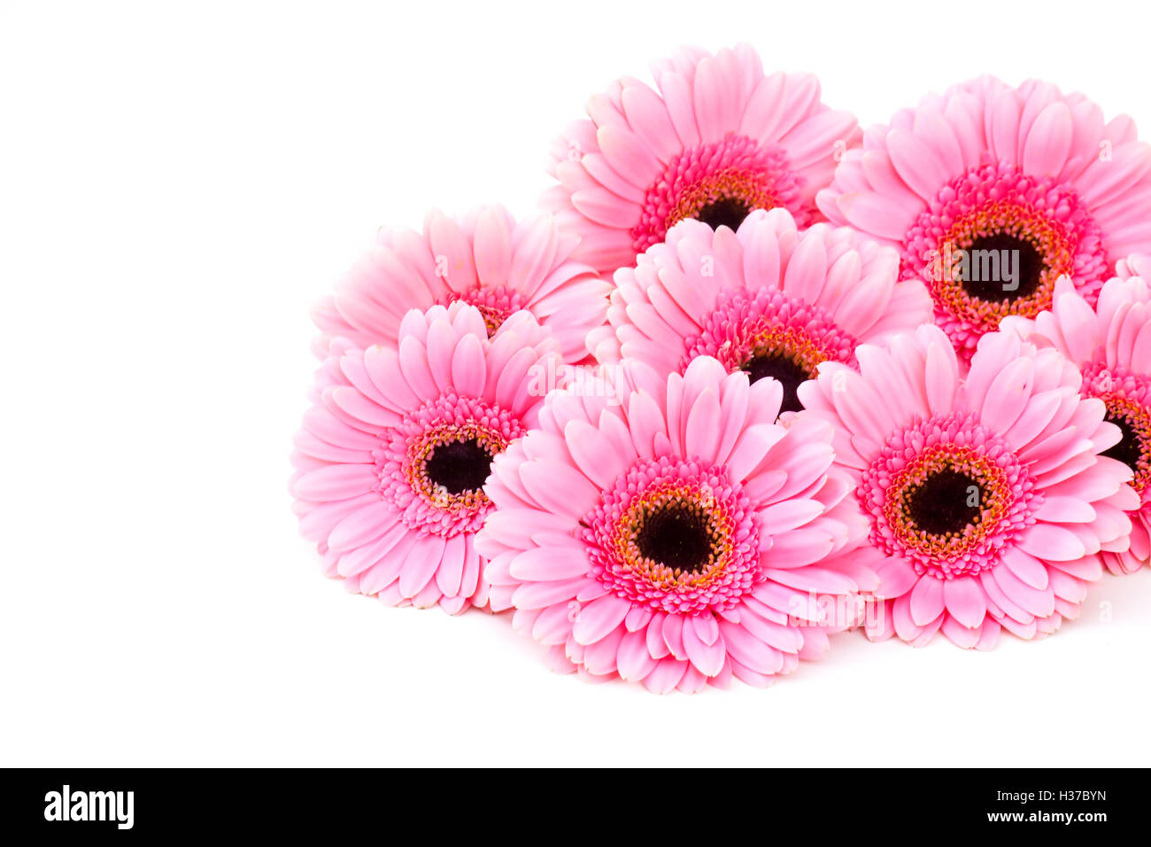pink gerbera flowers Stock Photo - Alamy