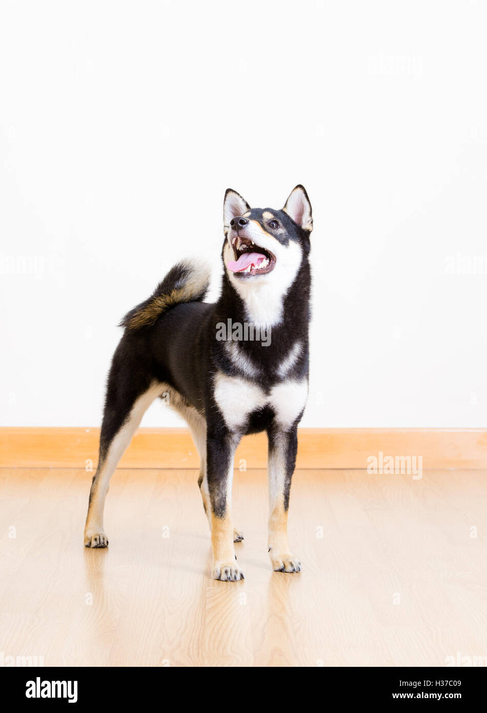 Black shiba inu dog Stock Photo - Alamy