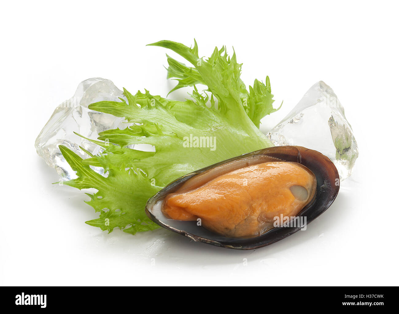 Mussel on the shell Stock Photo - Alamy