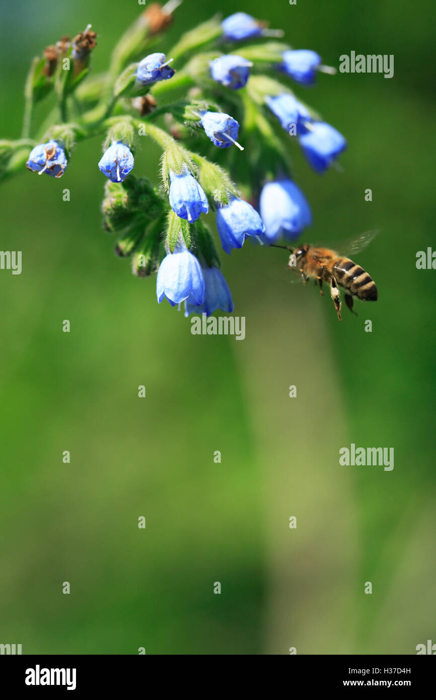 Insect with flower hi-res stock photography and images - Alamy