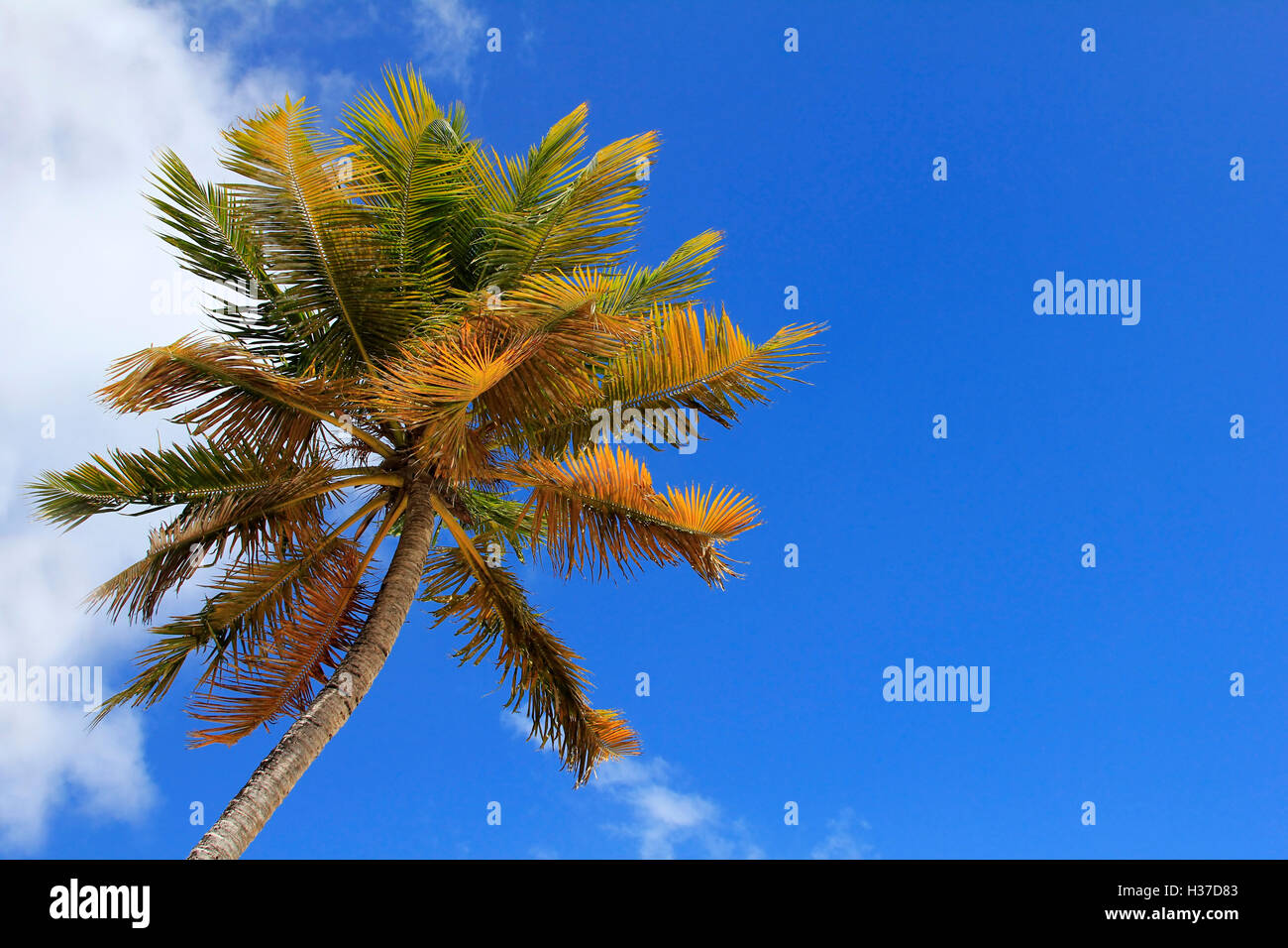 Coco palm heaven hi-res stock photography and images - Alamy