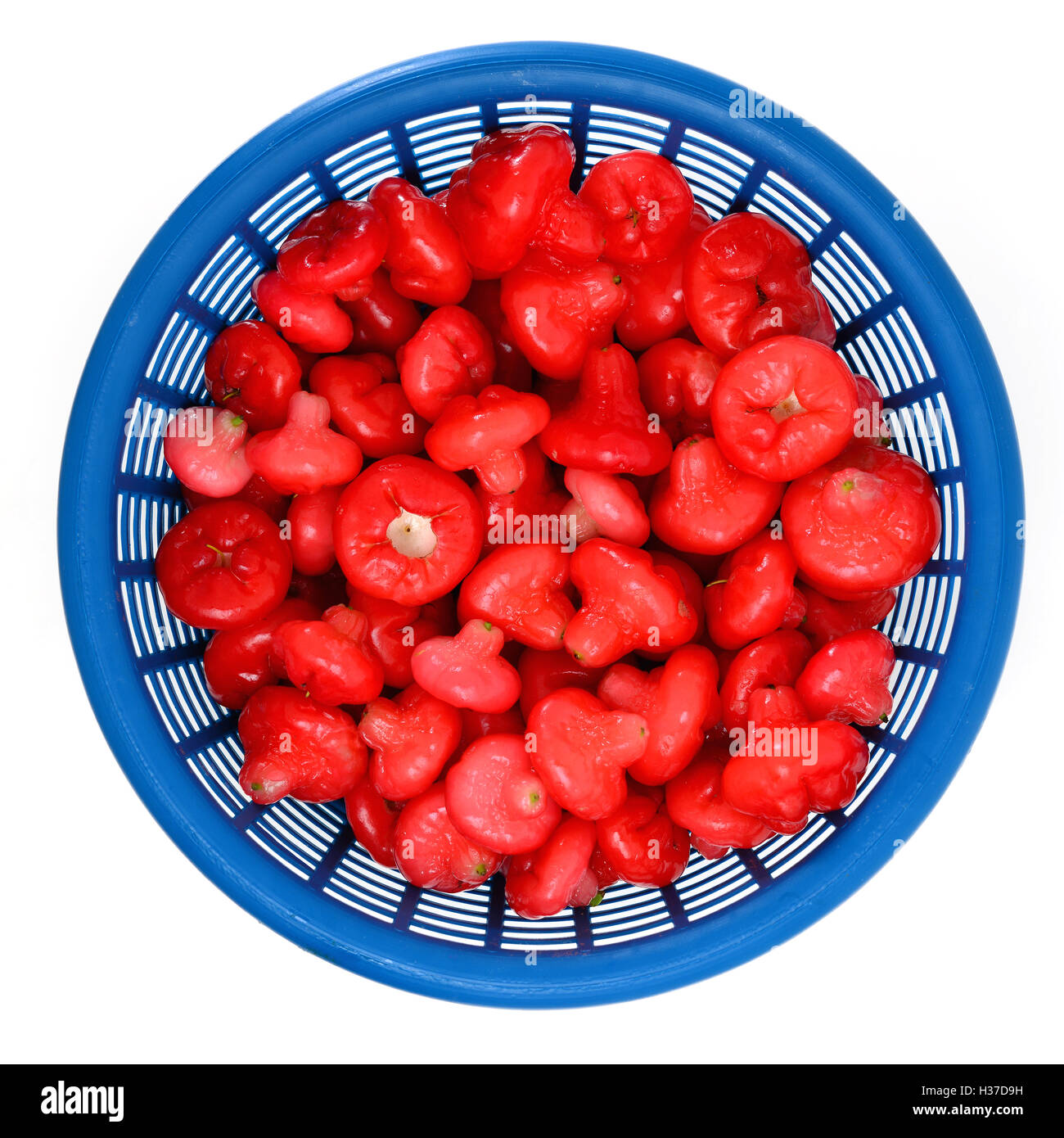 Malabar rose hi-res stock photography and images - Alamy