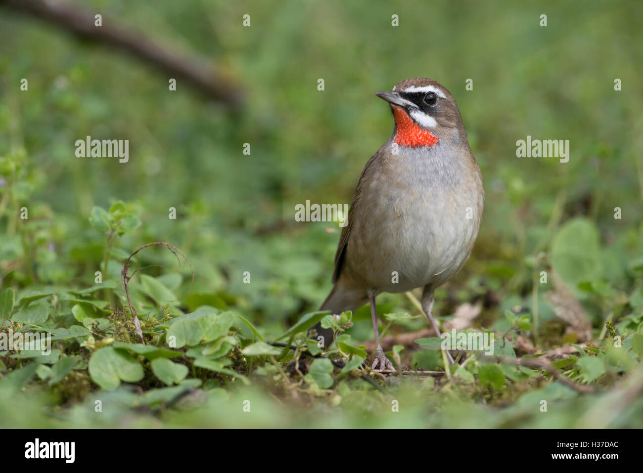 Rubinkehlchen Vogel , Calliopekolibri im Steckbrief – ZGURK