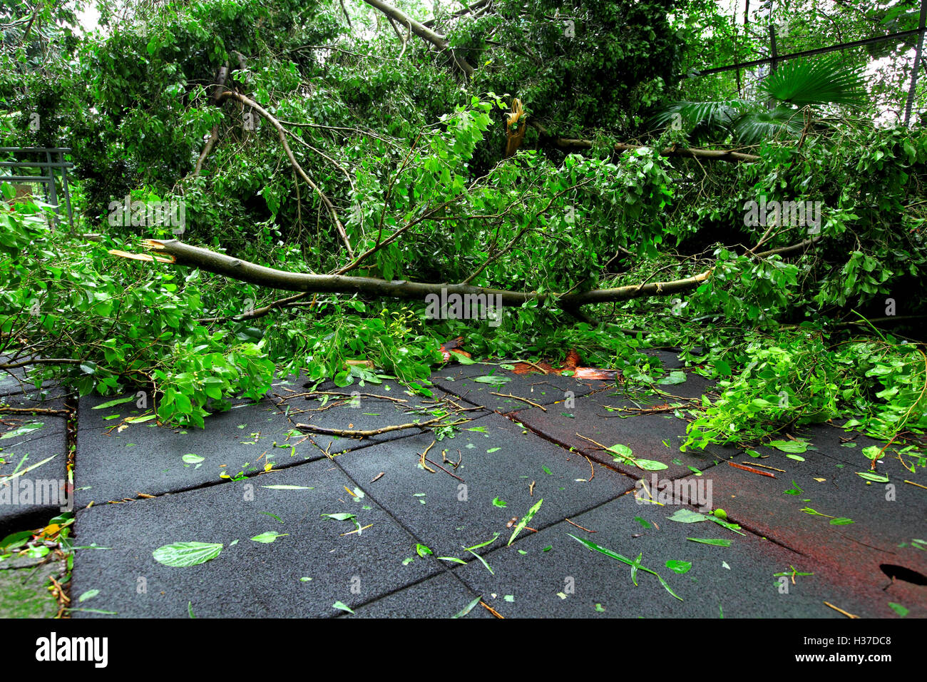 Broken tree after typhoon Stock Photo - Alamy