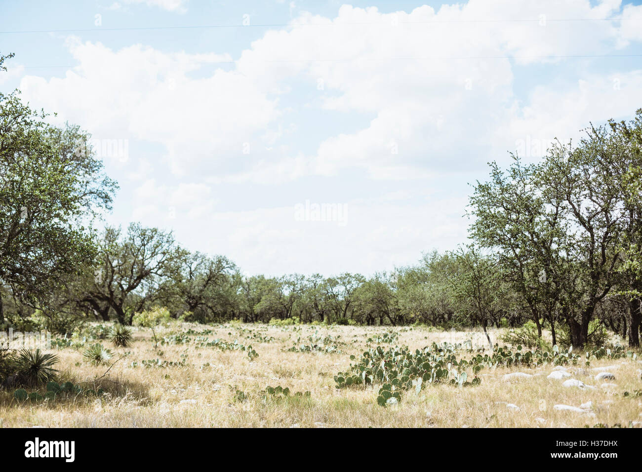 Feild of trees and cacuts in Texas countryside Stock Photo - Alamy