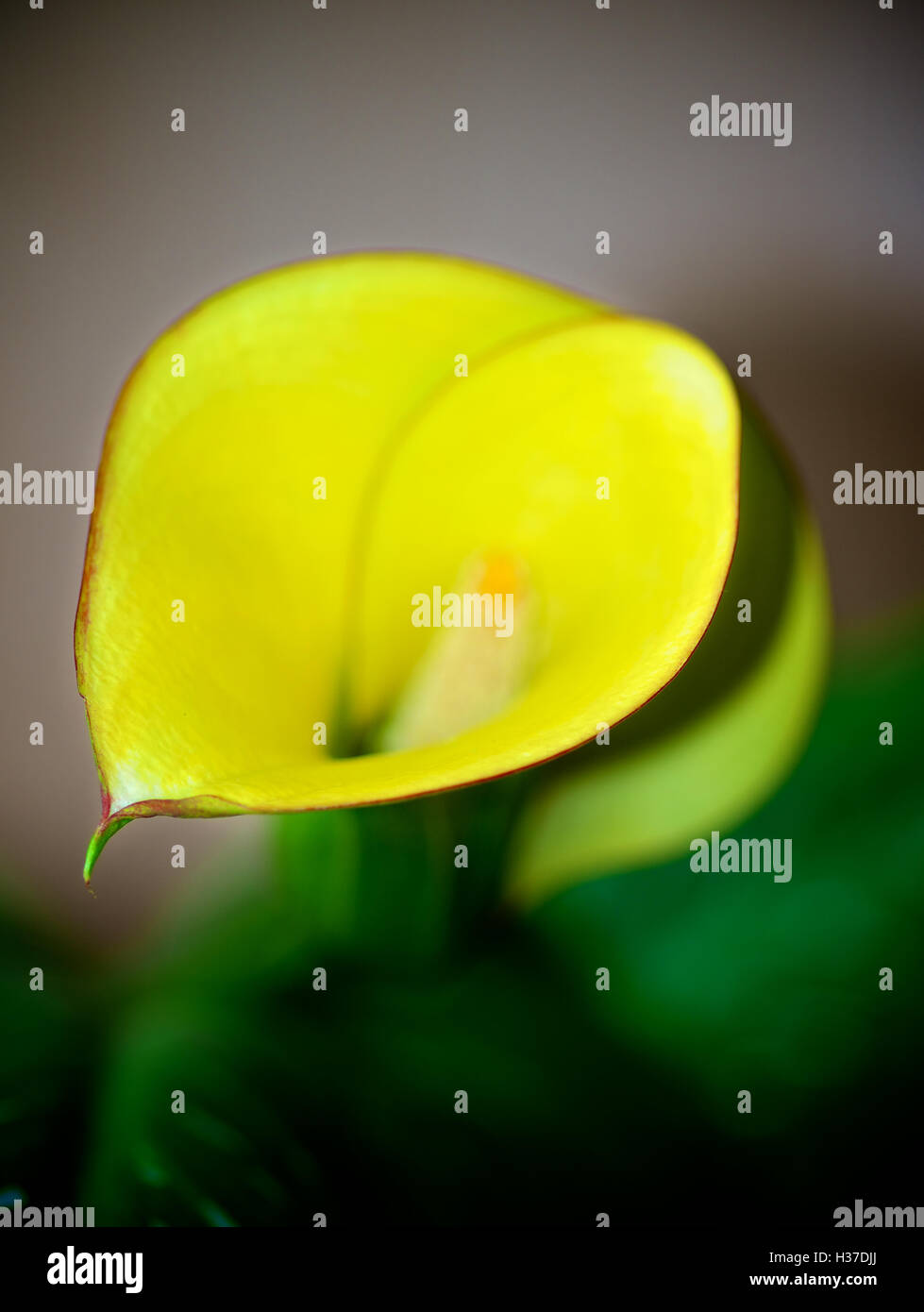 Yellow Calla Lily Stock Photo - Alamy