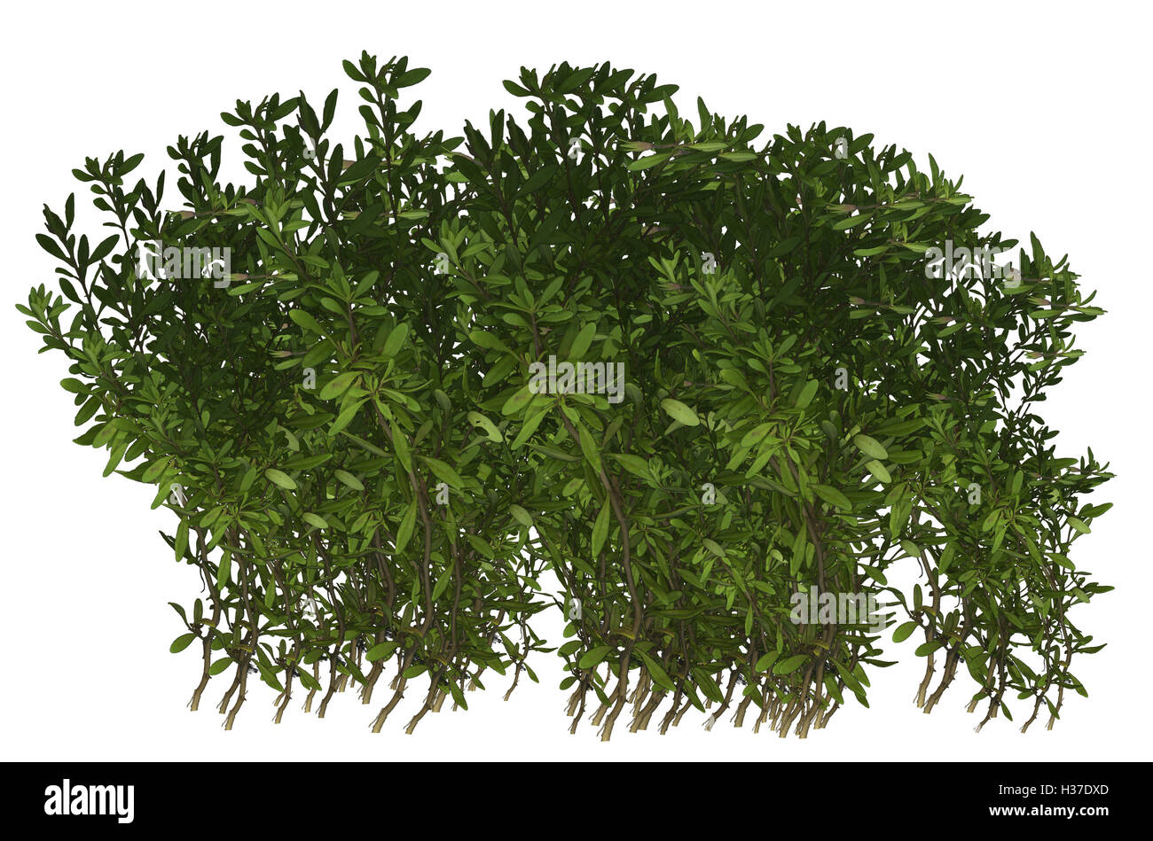 Annual shrub Cut Out Stock Images & Pictures - Alamy