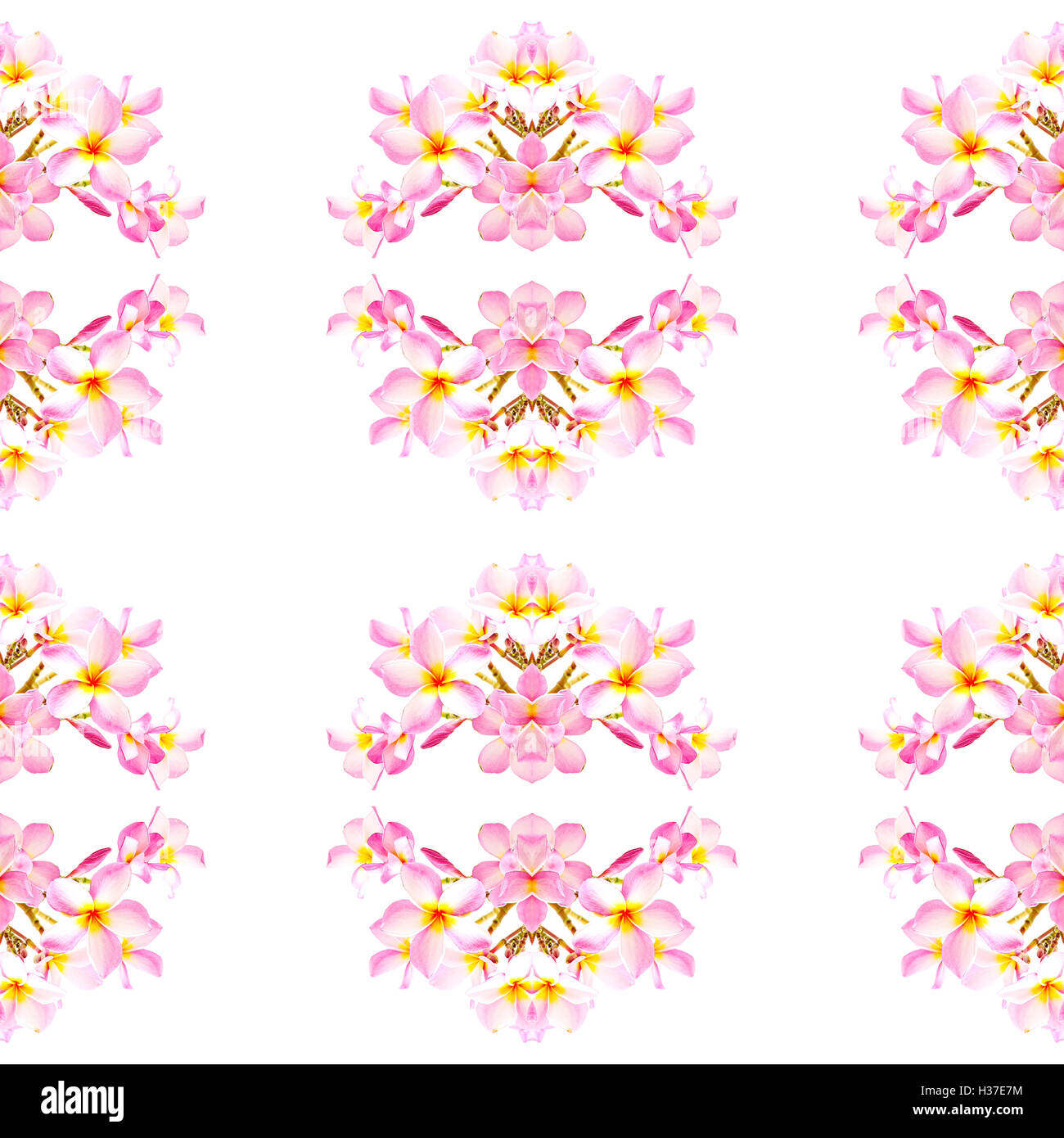 Frangipani plumeria tree flowers Cut Out Stock Images & Pictures - Alamy