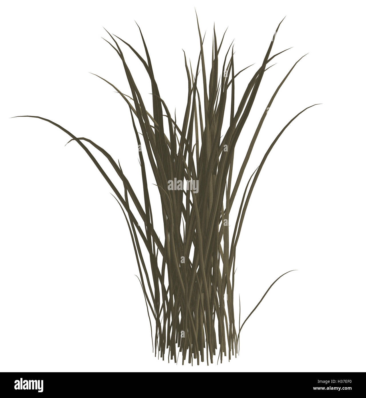 Dead grass Cut Out Stock Images & Pictures - Alamy