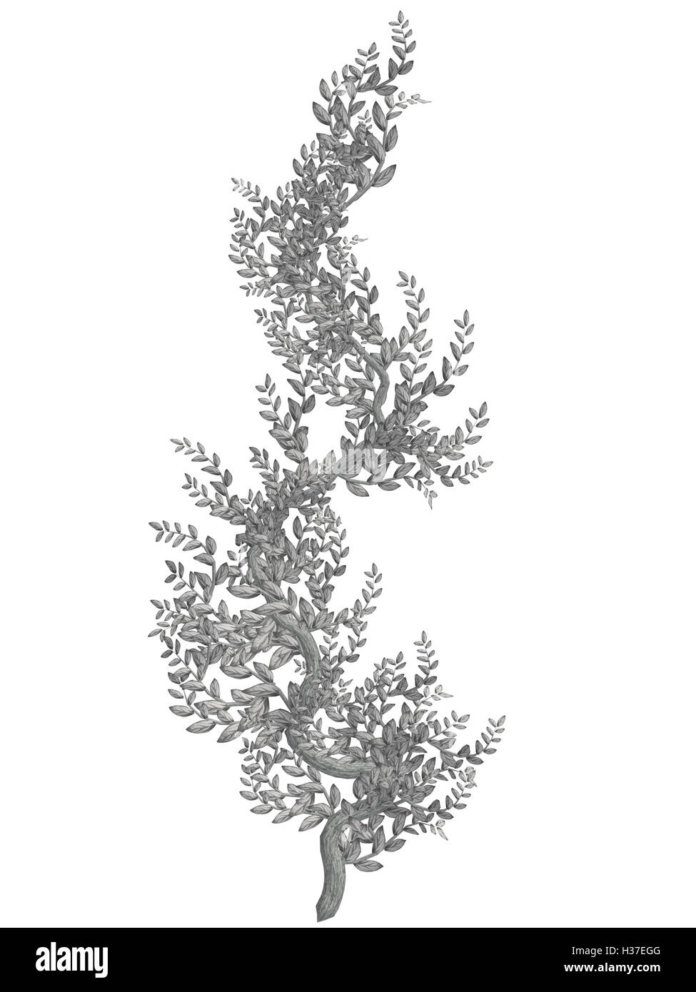 White and Grey Vine Stock Photo - Alamy