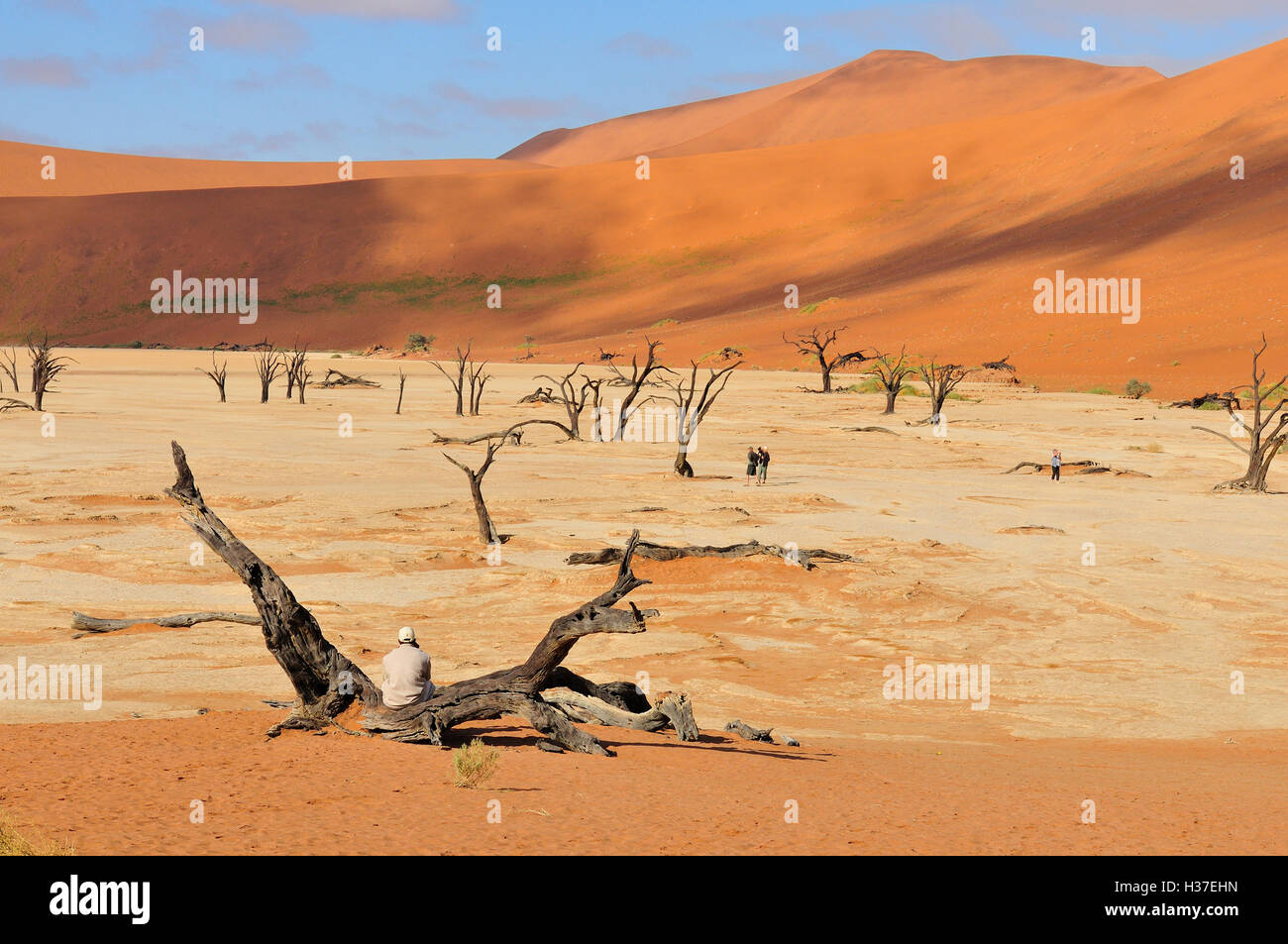 Tree Skeletons High Resolution Stock Photography and Images - Alamy