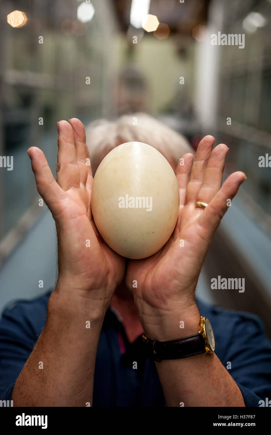 Rhea Egg Stock Photos & Rhea Egg Stock Images - Alamy