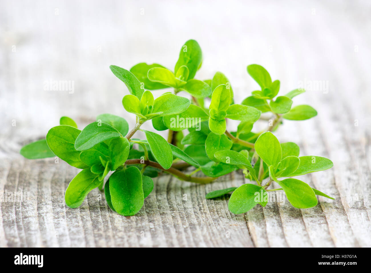 Bunch of fresh marjoram Stock Photo - Alamy
