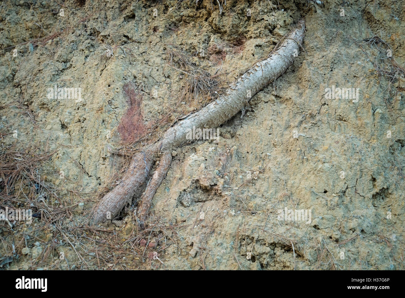 Roots washed on surface in heavily eroded terrain, aerial roots Stock ...
