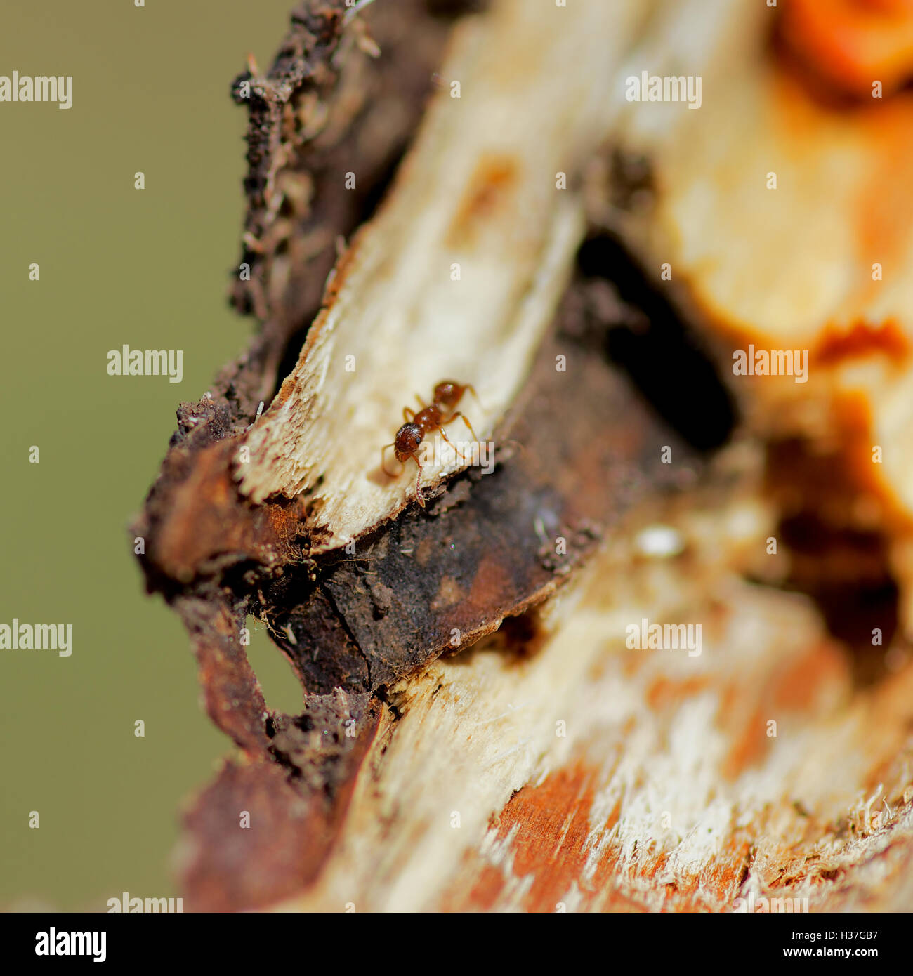 Ant animals hi-res stock photography and images - Alamy