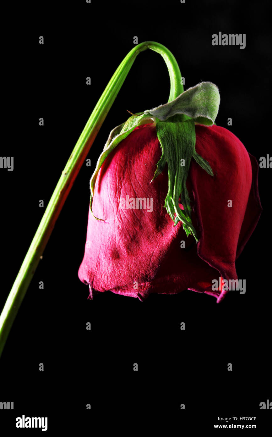 Wilted rose on black Stock Photo - Alamy