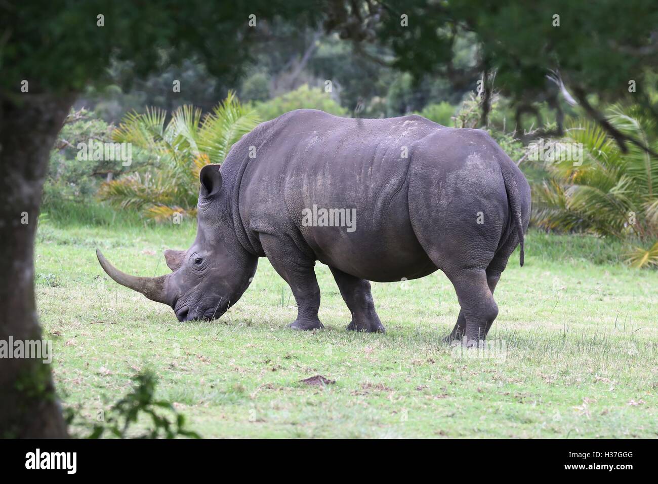 Large White Rhino Stock Photo - Alamy