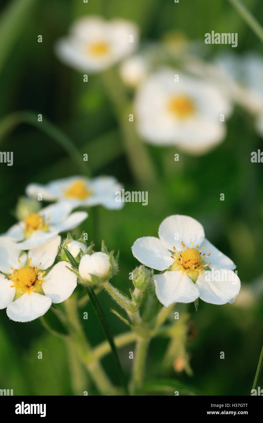 Wild Strawberries Flowers Stock Photo - Alamy