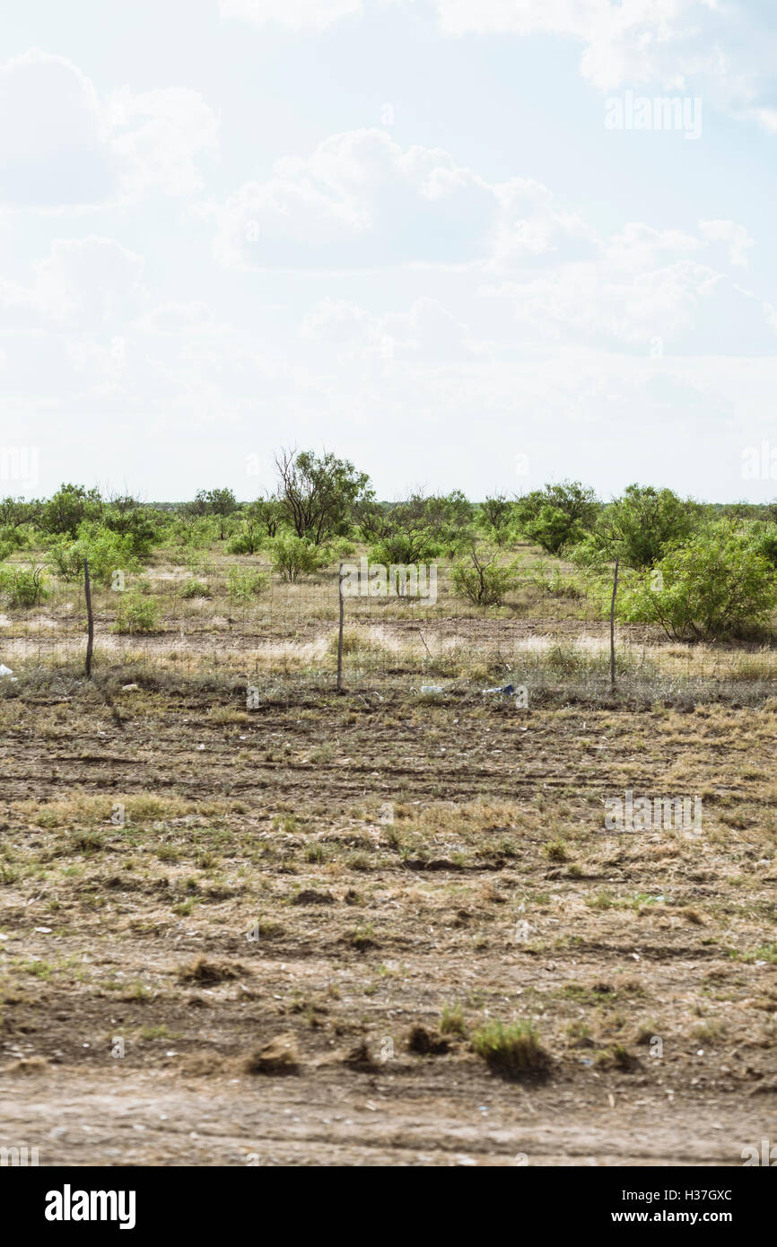field of trees in countryside Texas Stock Photo - Alamy