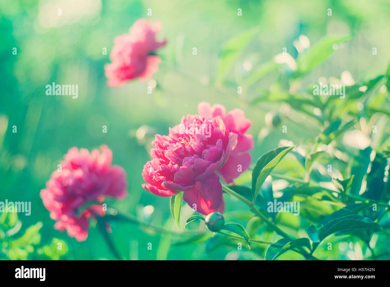 Peony field in meadow during sunrise Stock Photo - Alamy