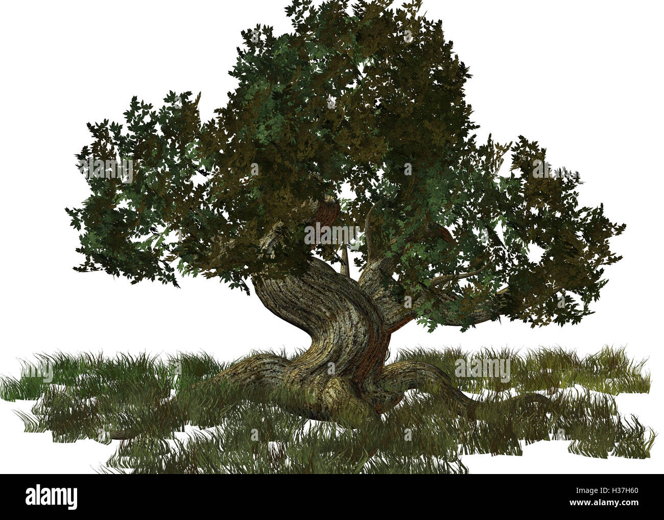 One Big Tree Stock Photo - Alamy